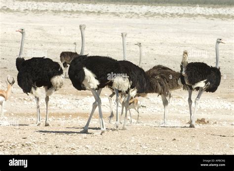 Ostriches In Africa Stock Photo Alamy