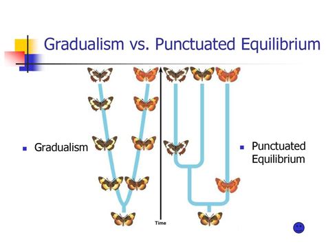 Distinguish Between Gradualism And Punctuated Equilibrium At Cynthia