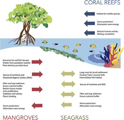 File Principal Interactions Between Mangroves Seagrass And Coral