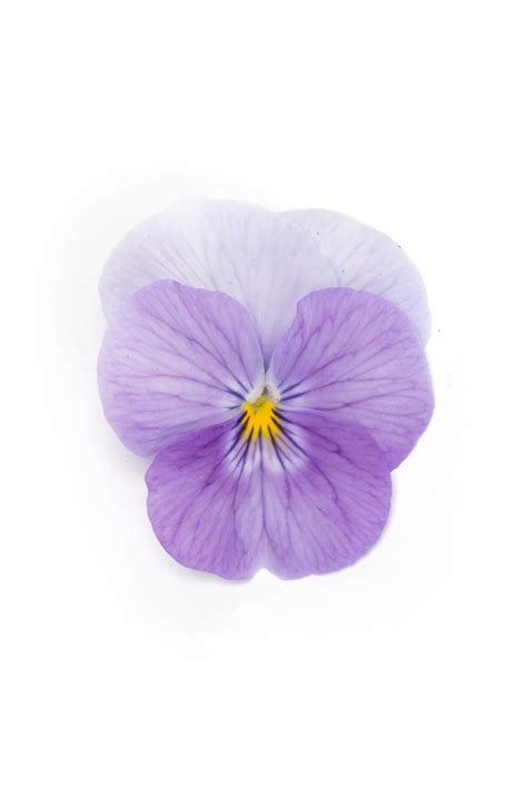 VIOLA Cornuta FLORAL POWER Pink Beacon Muller Seeds