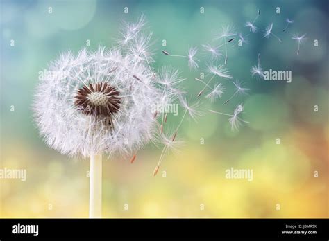 Dandelion Blowing Background