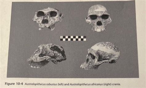 Solved 10 4 How Do Australopithecus Robustus And