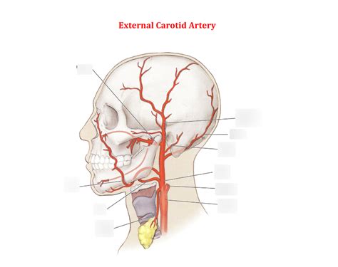 Diagram Of External Carotid Artery Quizlet