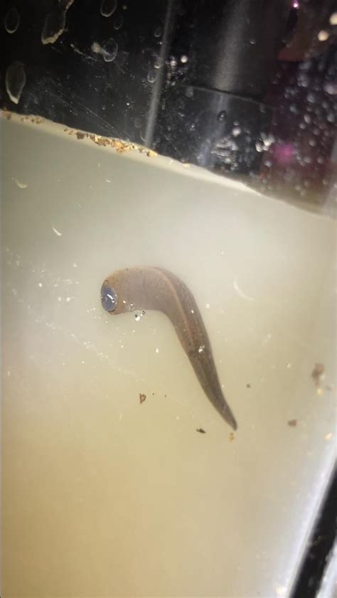 Trying To Figure Out My Leech Species So I Know If I Can Keep Him Or
