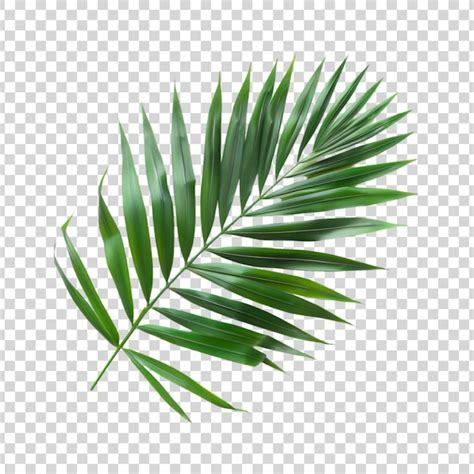 Пальмовые листья выделенные на прозрачном фоне Премиум Ai сгенерированный Psd