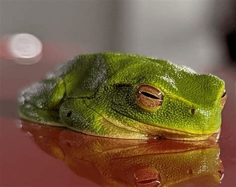 My Pixie Frog Trevor Rfrogs