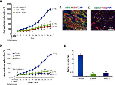 Enhanced Tumor Growth Kinetics Of Mcf 7 Breast Cancer Cells Comingled