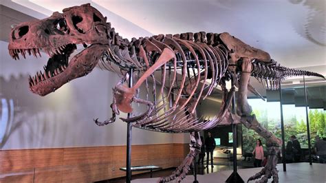 Dream Meaning T Rex 60 Photos