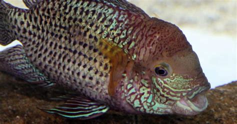 Akara Modrá 11 Tipů Pro Chov Charakteristika Hobbio Cz