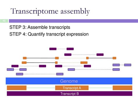 Rna Seq Data Analysis Transcriptome Assembly And Differential Expression Analysis Ashley Sawle