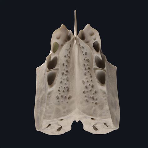 Sneak Peek From Our Head And Neck Update The Ethmoid Bone Complete Anatomy