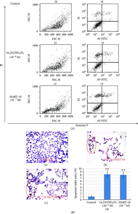 Effects Of 1α25oh 2 D 3 And Mart 10 On Mcf 7 Cell Apoptosis Analyzed