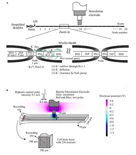 schematic diagram of the simulation model a the neuron consisting