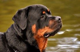 犬の学校 犬の訓練 Pixabayの無料写真