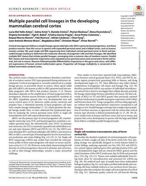 Pdf Multiple Parallel Cell Lineages In The Developing Mammalian Cerebral Cortex