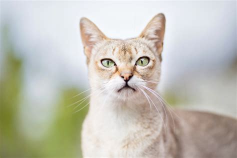 25 Blonde Cat Breeds Top Choices For Your Home With Info And Pictures