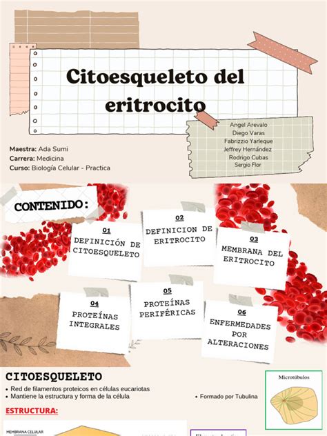 Citoesqueleto Del Eritrocito Pdf
