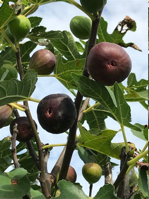 Dwarf Figs Do Dwarf Figs Or Compact Fig Trees Exist At All