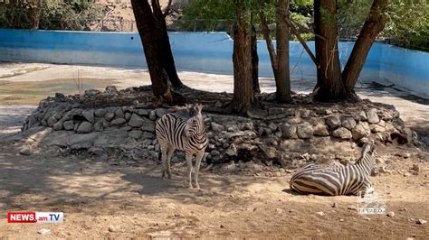 Երեւանի կենդանաբանական այգին 10 նոր բնակիչ ունի ո՞վ է նվիրել Youtube