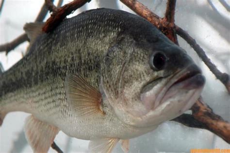 How To Catch Crappie And Bass Year Round Day Fishing With Scott Jernigan For Bass John In