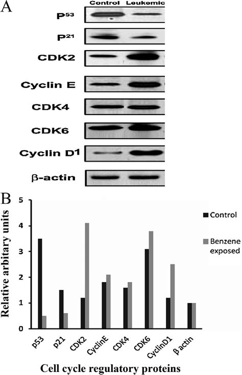 A Immunoblotting Of Cell Cycle Regulatory Proteins P53 P21 Cdk2
