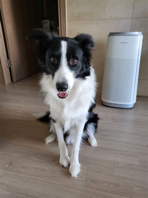 보더콜리 구름이 강아지 책임분양 ♥ 강아지입양 고양이입양 유기견입양센터 아이조아요양보호소