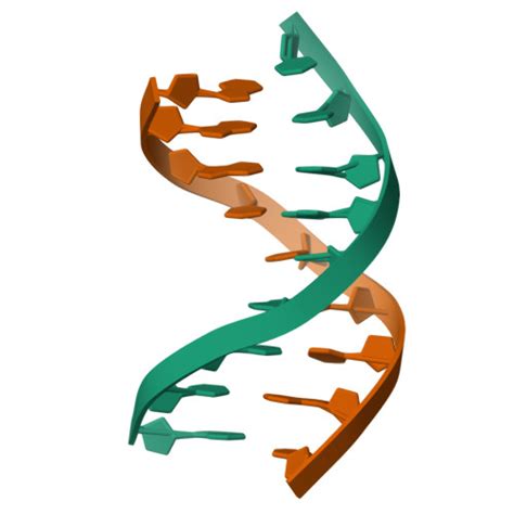 Oligonucleotide Structure