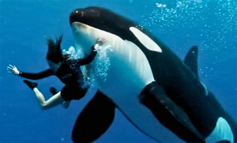 The Truth Behind Jessica Radcliffes Viral Orca Attack That Took Social