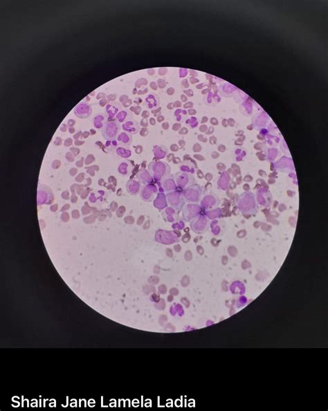 Unsolicited Diff Pics In The Lab The Mislabeled Specimen Fun Lab