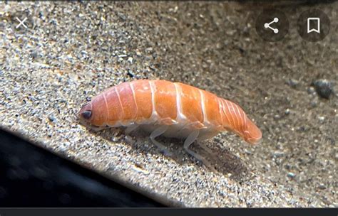 Can You Get These Somehow Rocinela Aquatic Isopod R Isopods