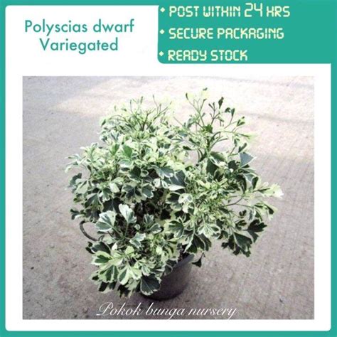 Pbn Polyscias Dwarf Variegated Pokok Bunga Nursery Daun Batik Outdoor Real Live Plant