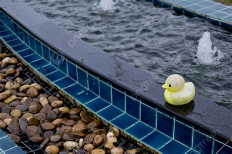 Tiny Duck Plushie Resting Beside The Pools Edge Photo Background And Picture For Free Download