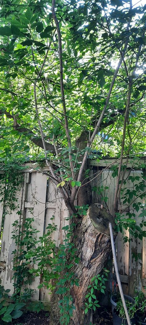 Old Acer Negundo In Bad Shape Rarborists