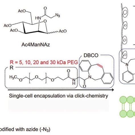 Schematic Illustration Of The Single Cell Encapsulation Of Npcs Via