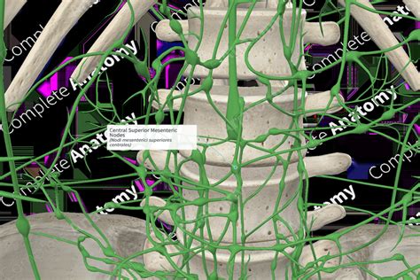 Central Superior Mesenteric Nodes Complete Anatomy