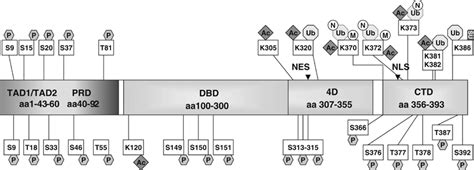 Domain Structure Of Human P53 The P53 Protein Consists Of Six Major