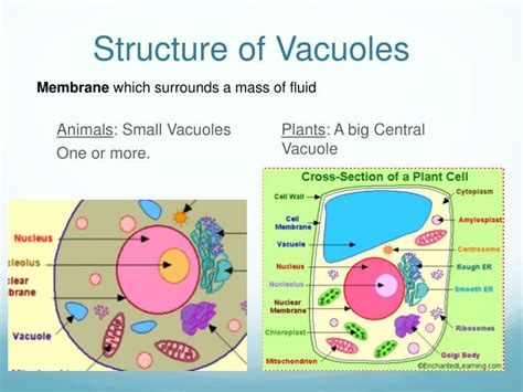 Ppt Vacuoles Powerpoint Presentation Id2465716