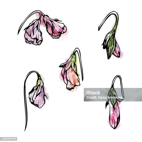 손으로 그린 수채화 잉크 그림 식물 꽃 잎 달콤한 영원한 완두콩 등갈퀴나물 덩굴손 단일 요소 격리 된 흰색 배경입니다 디자인 웨딩 카드 꽃 가게 0명에 대한 스톡 벡터 아트