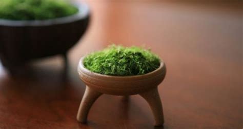 苔藓怎么养才茂盛 详解苔藓的养护要点 绿植科普 绿植迷
