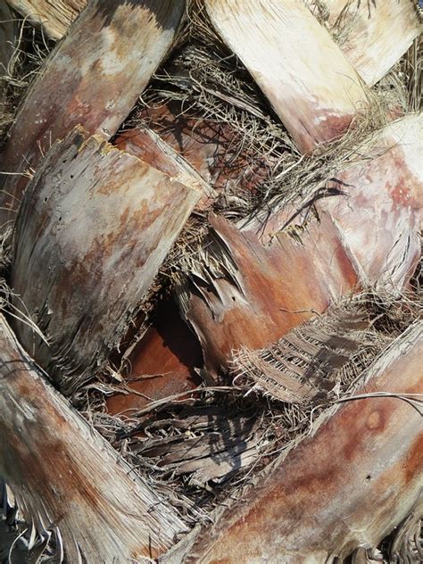 Wood Palm Tree Structure Free Photo On Pixabay