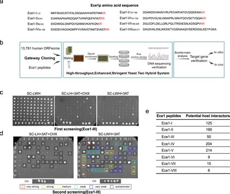 Global Fungal Host Interactome Mapping Identifies Host Targets Of Candidalysin Pmc
