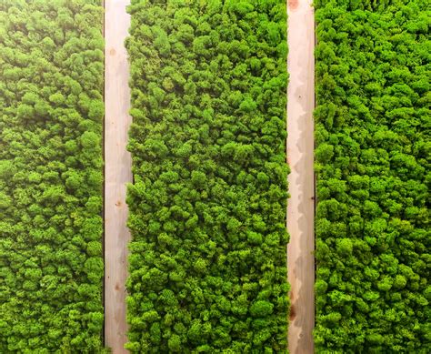 Moss Walls And Moss Panels — Vert Plantworks