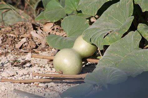 Labu Pouch Dewasa Foto Gratis Di Pixabay Pixabay