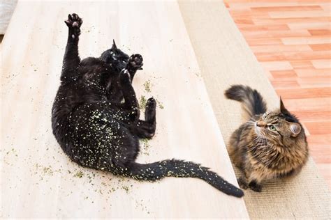 Cats On Catnip Photo Series POPSUGAR UK Parenting Photo 15