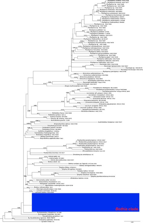 Phylogeny Of The Boletaceae Based On A Bayesian And Maximum Likelihood Download Scientific