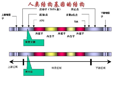 人类结构基因的结构图 Word文档在线阅读与下载 无忧文档