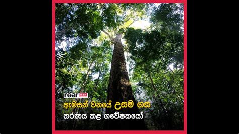 ඇමසන් වනයේ උසම ගස තරණය කළ ගවේෂකයෝ Youtube