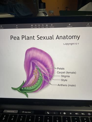 Chapter 12 Mendelian Genetics Flashcards Quizlet