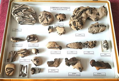 Fossil Huntress Fossils Of The London Clay