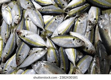 Treval Flyer Royalty Free Images Stock Photos Pictures Shutterstock